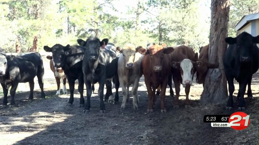 C.O. cows have a special mission - KTVZ